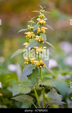 Yellow Archangel Lamiastrum galeobdolon Close up of flowers on plant ...