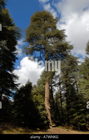 Atlas Cedar forest Cedrus atlantica in the Middle Atlas Mountains ...