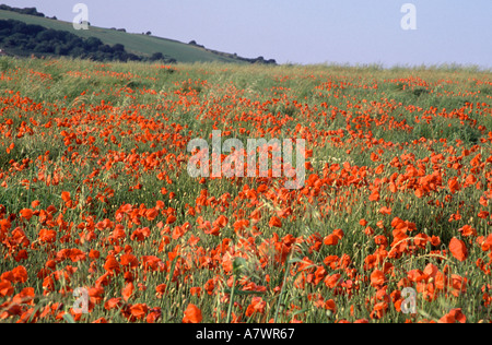 flower wild poppy south downs chalk calcareous "common poppy" "field ...