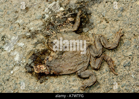 Run over frog Stock Photo: 88165392 - Alamy