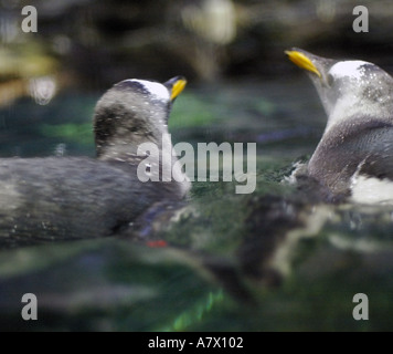 BREST oceanopolis aquarium and sea life centre penguin house Stock ...