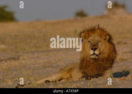 Lion (Panthera leo) this is one of the Duba pride males. Duba Plains ...