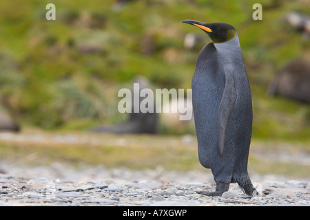 A dark charcoal gray colored melanistic king penguin contrasts sharply ...