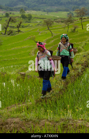 Yi Ethnic minority people & rice terraces. Yuanyang, Honghe Prefecture ...