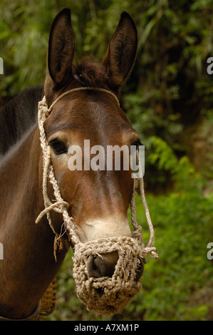 Mules carrying construction material up from on the banks of the Nu ...