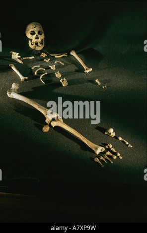 Dmanisi Homo erectus Skull Stock Photo - Alamy