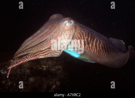 Common cuttlefish Sepia officinalis side view while swimming As seen in ...