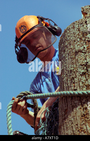 Tree surgeon working in protective gear, using climbing ropes for ...