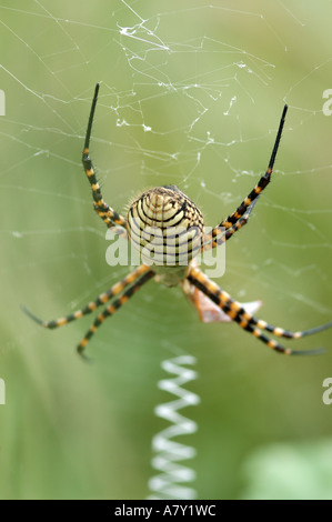 Spider laying in wait for prey Stock Photo - Alamy