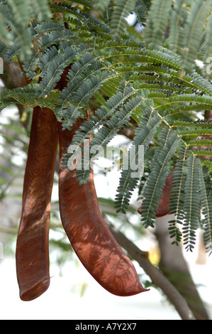 Flamboyan Tree with seed Pods Stock Photo - Alamy