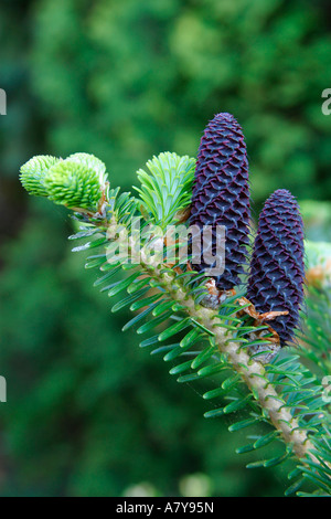The upright, blue cones of a Korean Fir set against a green background ...