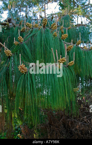 Pinus Patula, Mexican weeping pine, one of the superb examples of trees ...