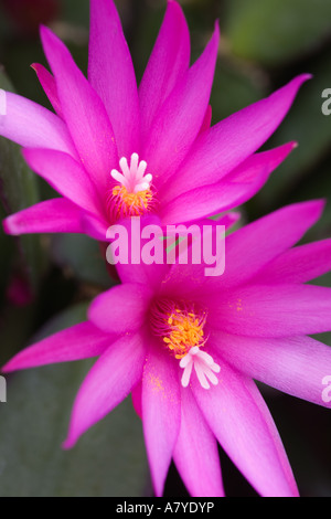Sunrise cactus flowers, (Rhipsalidopsis gaertneri Stock Photo - Alamy