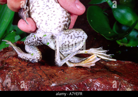American Bullfrog (Rana catesbeiana), underside of female Stock Photo ...