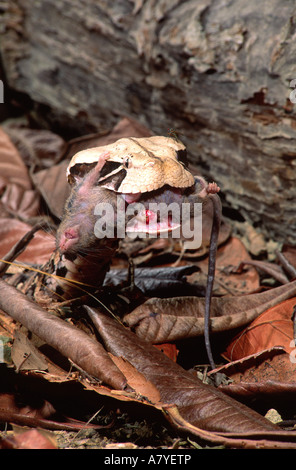 East African Gaboon Viper (Bitis gabonica gabonica), juvenile from ...