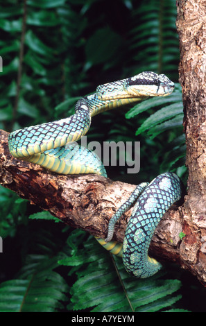 Sri Lankan Palm Viper Trimeresurus popeorum Stock Photo - Alamy