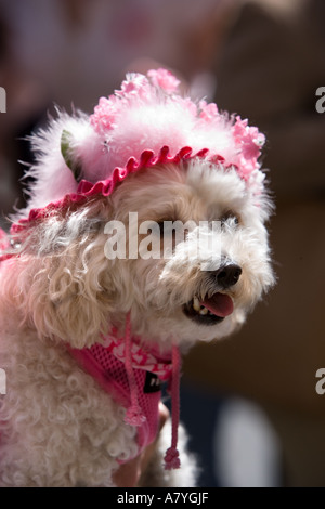 Bijon Frise wearing pink outfit Stock Photo - Alamy