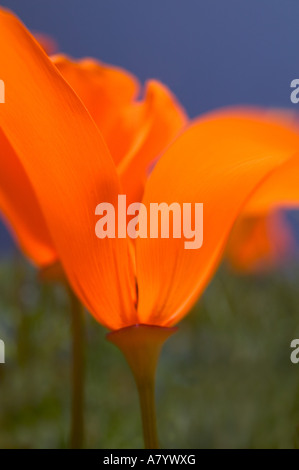 NA, USA, CA, Lancaster, CA Poppies spring bloom Stock Photo - Alamy
