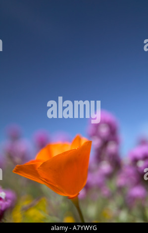 NA, USA, CA, Lancaster, CA Poppies spring bloom Stock Photo - Alamy
