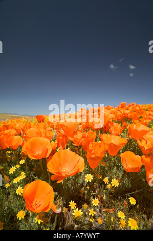 NA, USA, CA, Lancaster, Antelope Valley, CA Poppies spring bloom Stock ...
