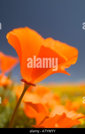 NA, USA, CA, Lancaster, Antelope Valley, CA Poppies spring bloom Stock ...