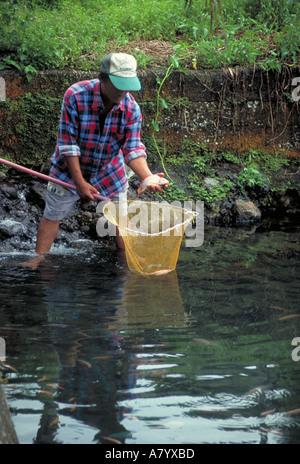 Fish Carp Koi in the clean water of the puddle. Freshwater decorative ...