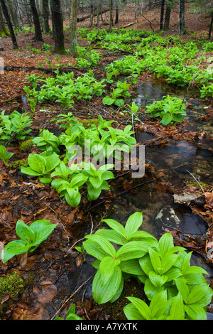 Quiet wilderness growing along the tranquil lake shore in the bright ...