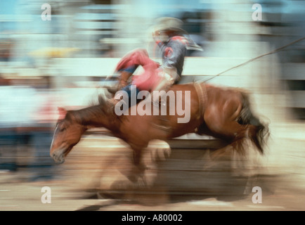 A rodeo rider on a bucking bronco (horse) in front of a crowd (audience ...