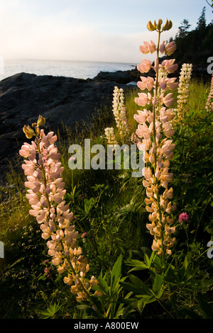 Lupine at Dorrs Point in Maine USA Stock Photo - Alamy