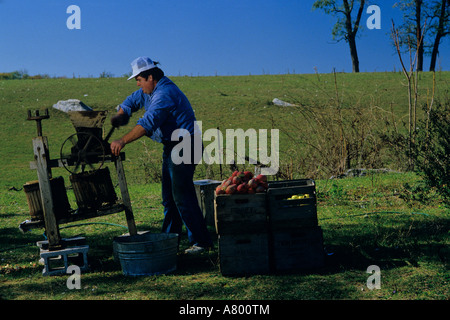 Man making cider the old fashioned way, Blickling Hall fair, Norfolk ...