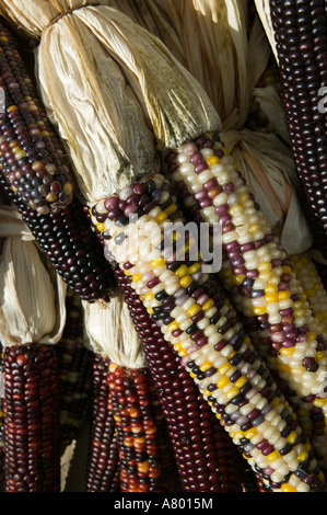 USA, Massachusetts, Central, CONCORD: Dried Native Corn / Autumn Stock ...