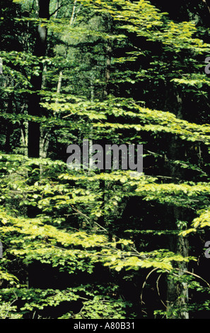 France, Doubs, beech forest in autumn Stock Photo - Alamy