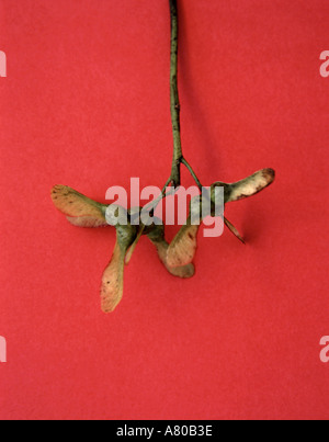 Sycamore -Acer pseudoplatanus - seeds (helicopter seeds) in spring ...