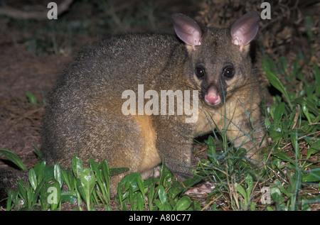 common brush tail possum, silver-grey possum, bushy-tail possum ...