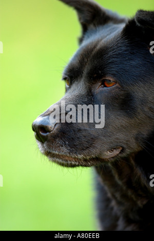 Chow Akita Mixed Breed Dog Stock Photo - Alamy