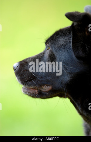 Chow Akita Mixed Breed Dog Stock Photo - Alamy