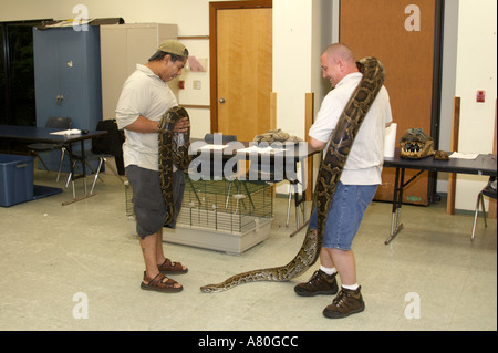 Snake owners showing their Burmese pythons Stock Photo - Alamy