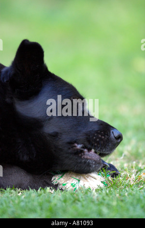 Chow Akita Mixed Breed Dog Stock Photo - Alamy