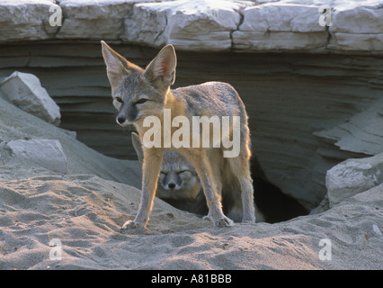 Long Eared Kit Fox Vulpes macrotis in Death Valley California USA Stock ...