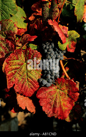 Portugal, wine-growing regions, Douro Valley, Porto vineyard Stock ...