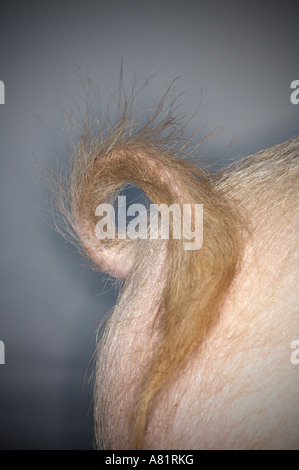 the curled tail of a pig Stock Photo - Alamy