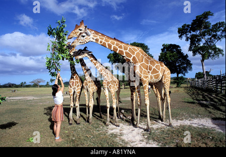 Philippines, Palawan province, Calauit Island, african reserve, the ...
