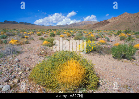 Desert dodder (Cuscuta denticulata, orange) parasitising a white burro ...