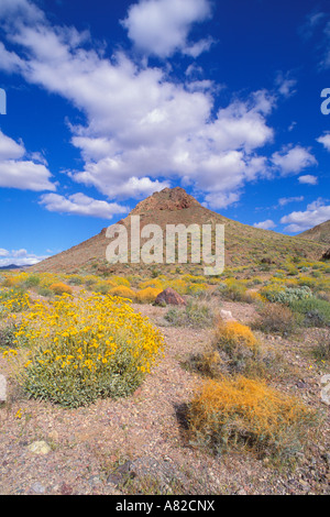 Desert dodder (Cuscuta denticulata, orange) parasitising a white burro ...