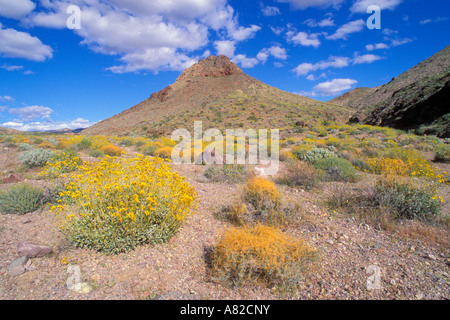 Desert dodder (Cuscuta denticulata, orange) parasitising a white burro ...