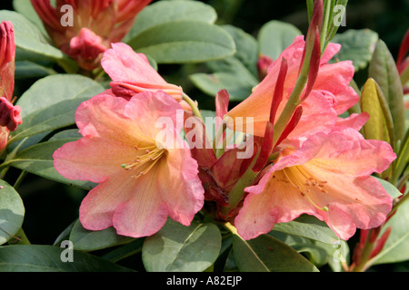 Rhododendron September Song Stock Photo - Alamy