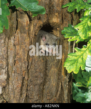 European edible dormouse or European fat dormouse (Glis glis Stock ...
