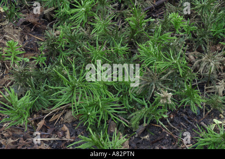Climacium moss (Climacium japonicum Stock Photo - Alamy