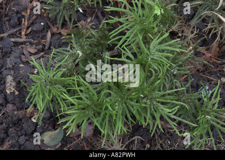 Climacium moss (Climacium japonicum Stock Photo - Alamy