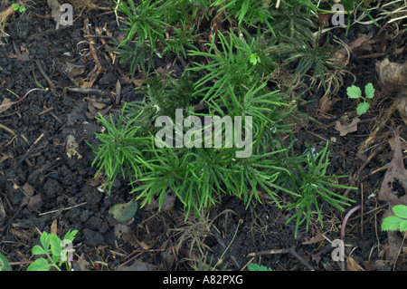 Climacium moss (Climacium japonicum Stock Photo - Alamy